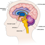 Adverse childhood experiences and the developing brain | NCMH